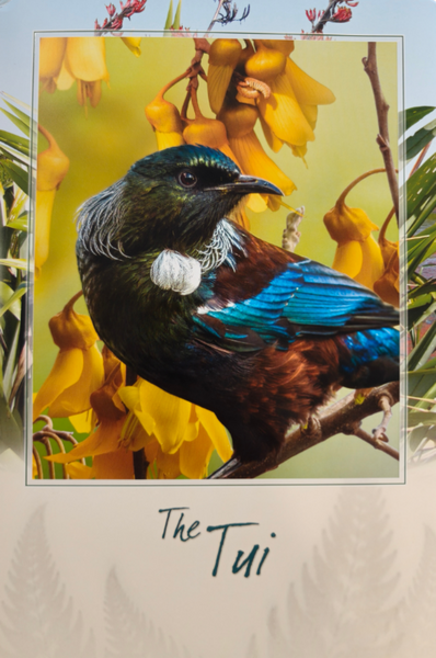 Tui Bird Sound Card – Souvenir Factory Shop