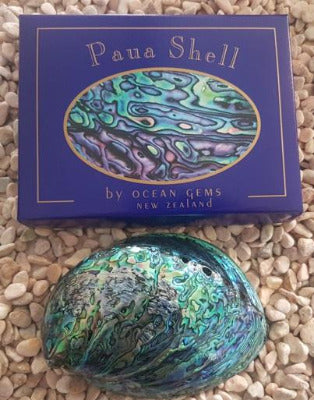 NZ Paua Shell – Souvenir Factory Shop